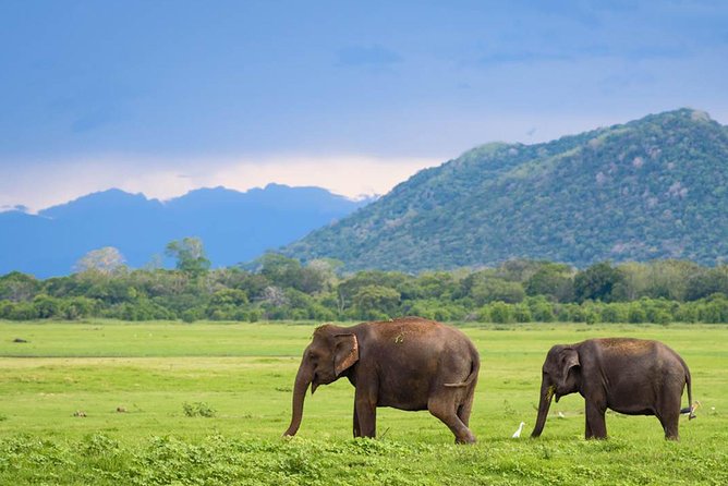 Minneriya National Park | Private Safari - Final Thoughts