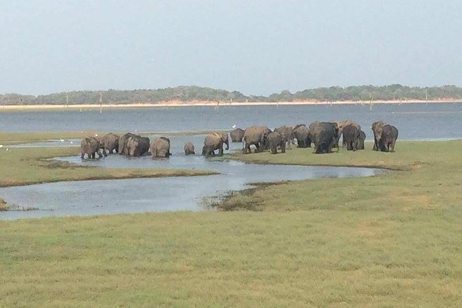 Minneriya National Park private safari - Key Points