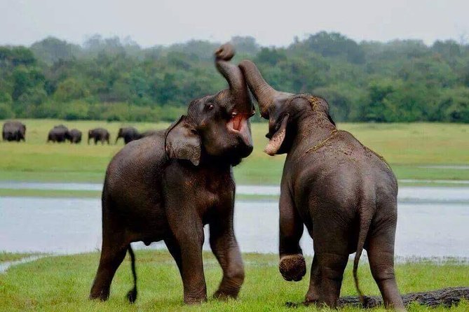 Minneriya National Park private safari - Who Should Consider This Safari?