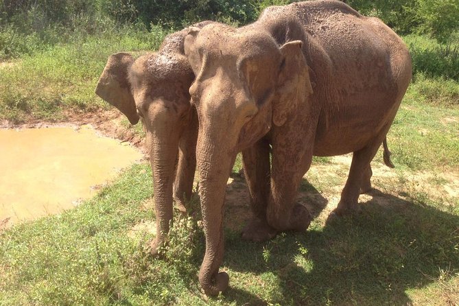 Minneriya National Park private safari - Final Thoughts: Is It Worth It?