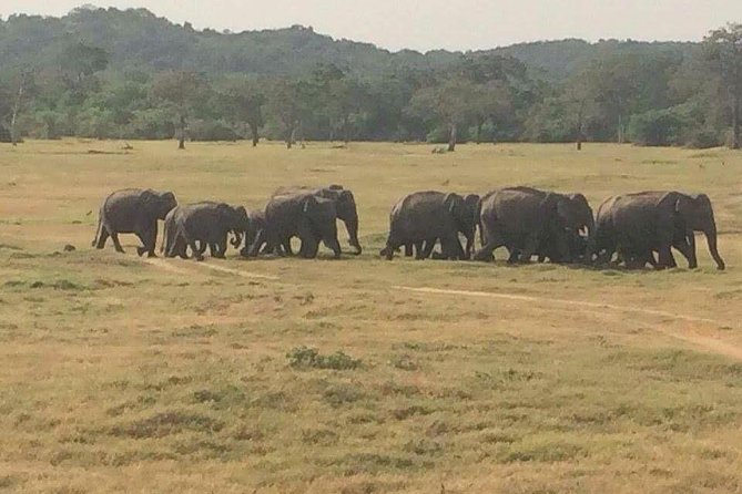 Minneriya National Park private safari - FAQs