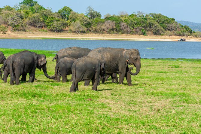 Minneriya National Park Private Safari from Habarana - Key Points