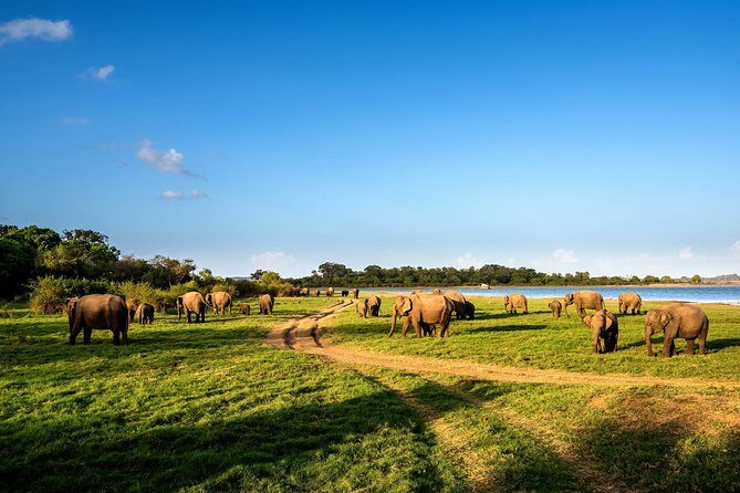 Minneriya National Park Private Safari from Habarana - FAQ