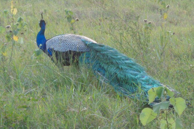Minneriya National Park Private Safari from Habarana - FAQs