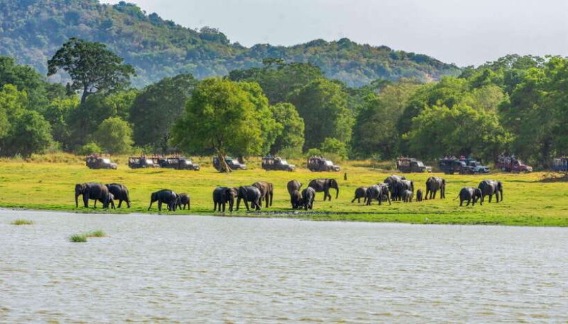 Minneriya National Park Private Safari from Kandy - Key Points
