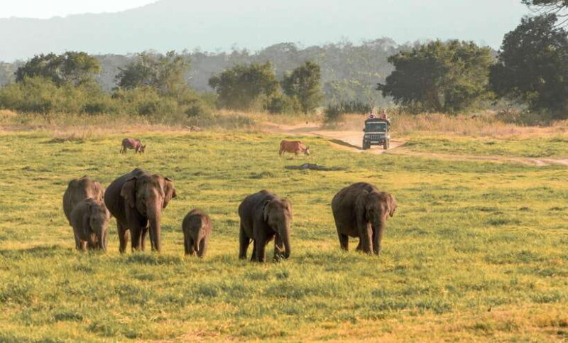 Minneriya National Park Private Safari from Kandy - What To Expect from Your Safari