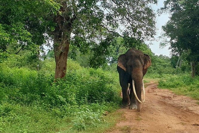 Minneriya National Park Private Safari Tour - Authentic Experiences From Past Travelers