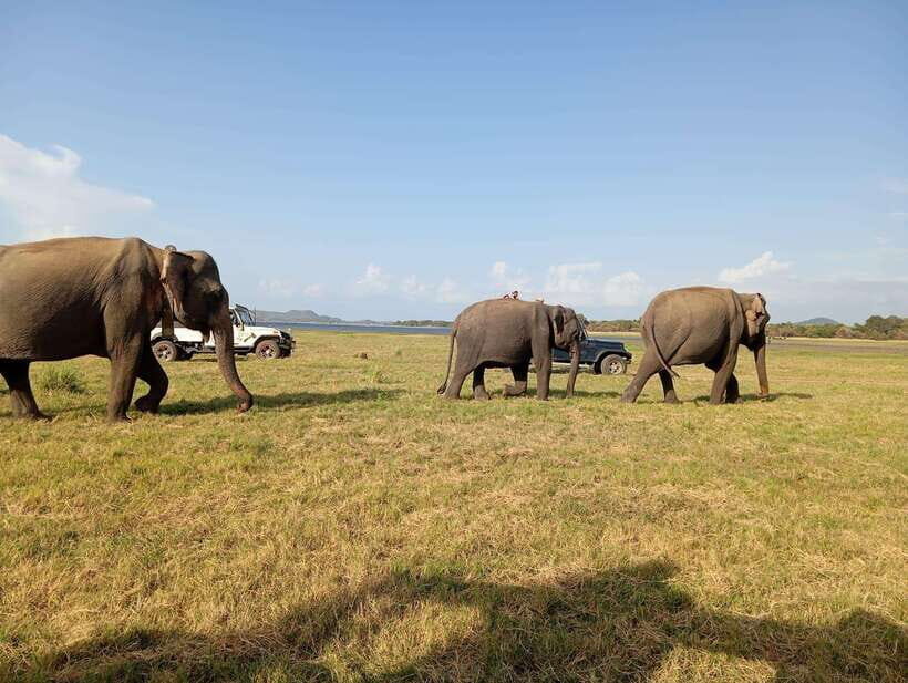 Minneriya National Park: Private Safari with Hotel Pick-up - Exploring Minneriya National Park: A Private Safari Adventure