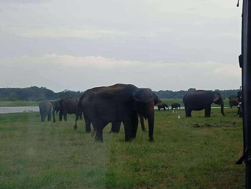 Minneriya National Park: Private Safari with Hotel Pick-up - Who Would Enjoy This Tour?