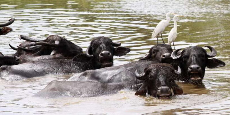 Minneriya National Park Safari by a 4x4 - Key Points