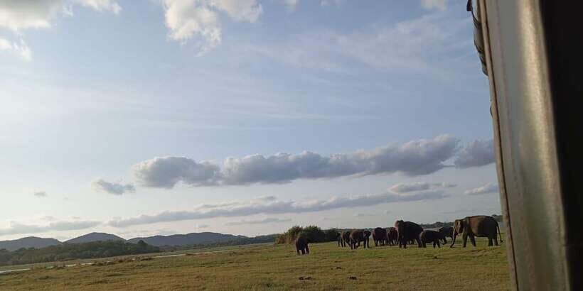 Minneriya National Park Safari - Entrance Fee Included - Key Points