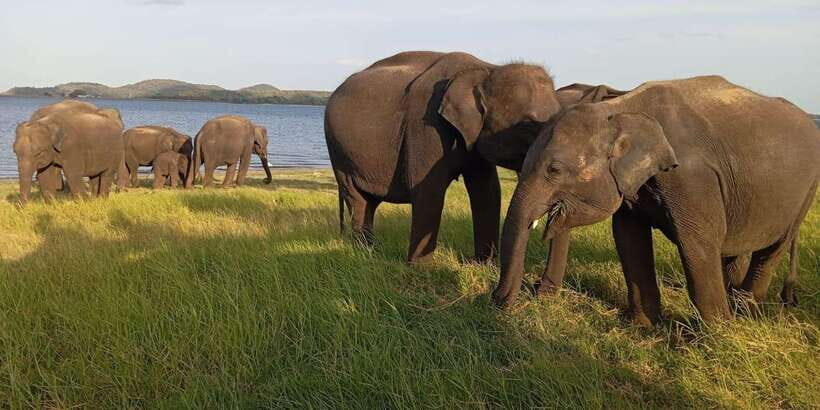 Minneriya National Park Safari - Entrance Fee Included - Final Thoughts