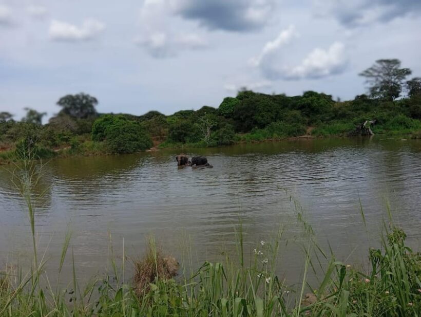 Minneriya National Park Safari - Entrance Fee Included - FAQs