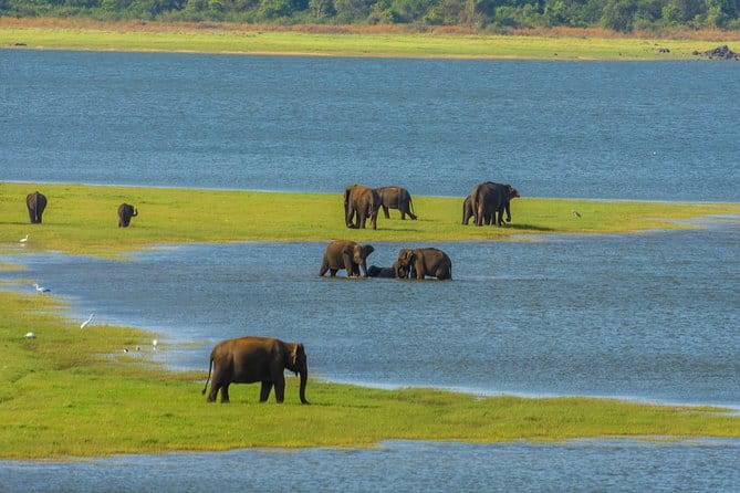 Minneriya National Park Safari from Habarana - What to Expect from the Tour
