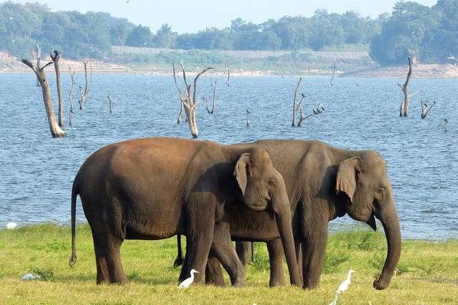 Minneriya National Park Safari from Habarana - Authentic Experiences and Real Traveler Feedback