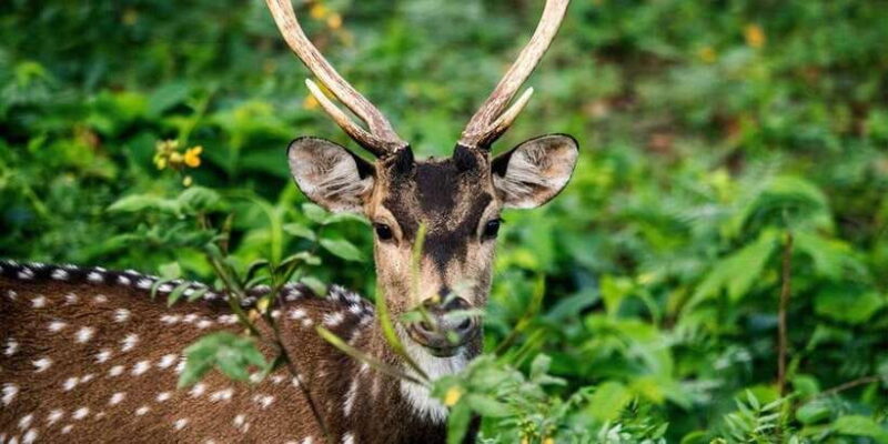 Minneriya National Park Safari From Habarana - Key Points