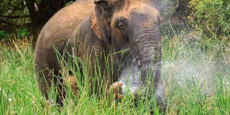 Minneriya National Park Safari From Habarana - Wildlife Encounters that Leave Lasting Impressions