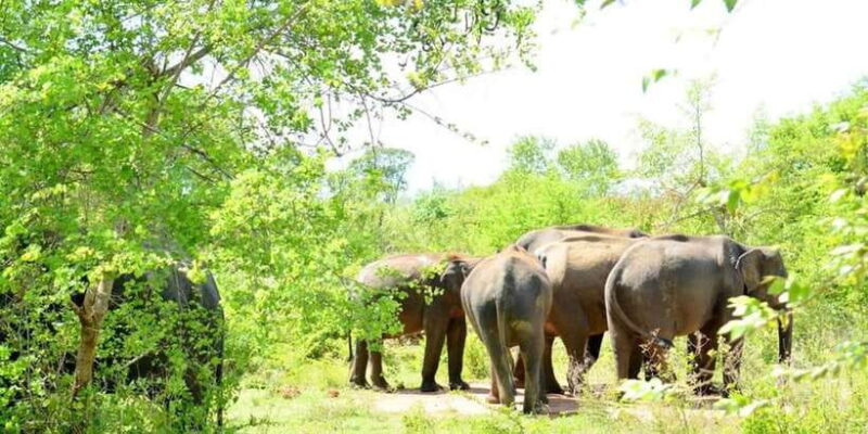 Minneriya National Park Safari From Habarana - The Logistics: What to Know