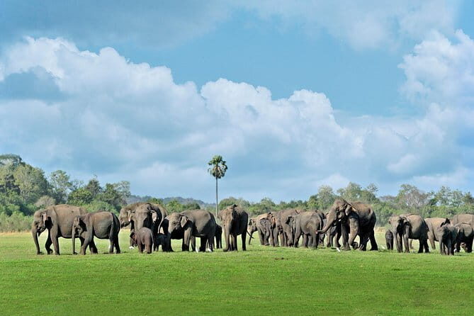 Minneriya National Park Safari from Polonnaruwa - Key Points