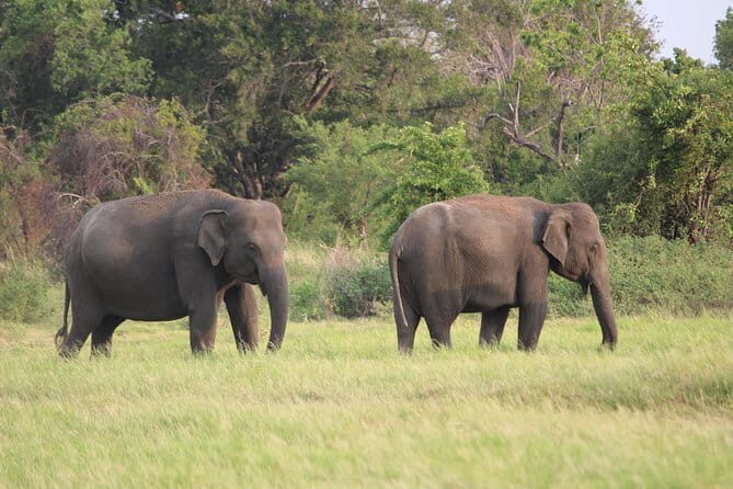 Minneriya National Park Safari from Polonnaruwa - A Closer Look at the Tour Experience