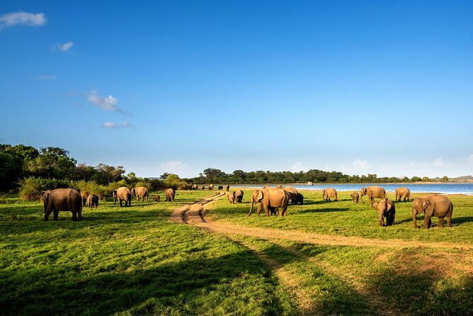 Minneriya National Park Safari from Polonnaruwa - Who This Tour Suits Best