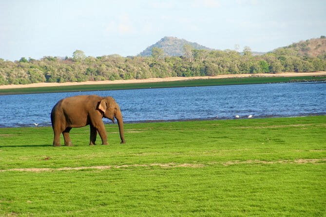 Minneriya National Park Safari from Polonnaruwa - The Sum Up