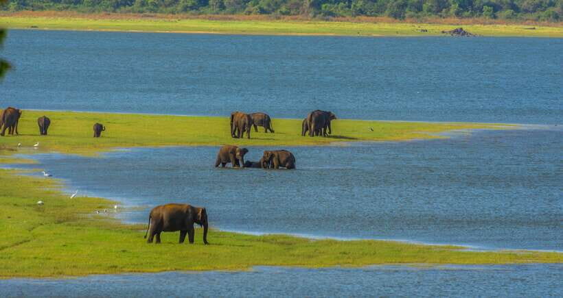 Minneriya National Park Safari from Sigiriya (Private Group) - Minneriya National Park Safari from Sigiriya (Private Group): An Honest Look
