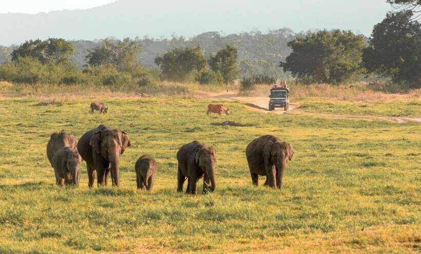 Minneriya National Park Safari from Sigiriya (Private Group) - Key Points to Remember