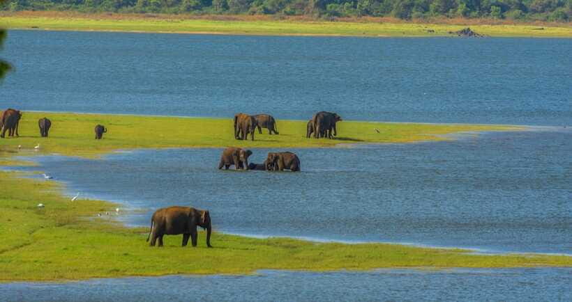 Minneriya National Park Safari from Sigiriya (Private Group) - Practical Tips for Your Safari