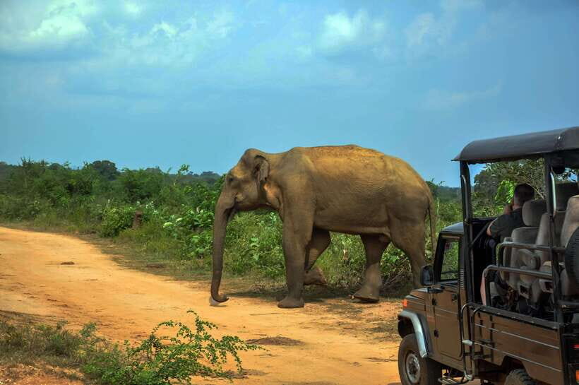 Minneriya National Park Safari from Sigiriya (Private Group) - Authentic Experiences and Authentic Wildlife Watching