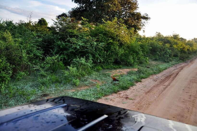 Minneriya National Park Safari from Sigiriya (Private Group) - Who Will Love This Tour?