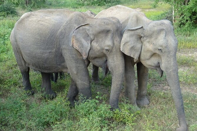 Minneriya National Park Safari | Jeep with Tickets - Authentic Experiences and Honest Observations