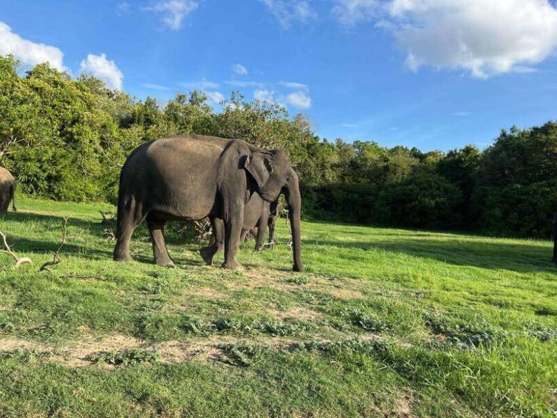 Minneriya National Park : Safari Jeep with Tickets - Best Seasons and Times for Visiting