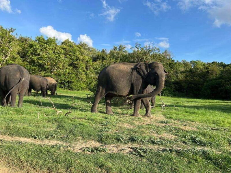 Minneriya National Park : Safari Jeep with Tickets - Wildlife and Birdlife