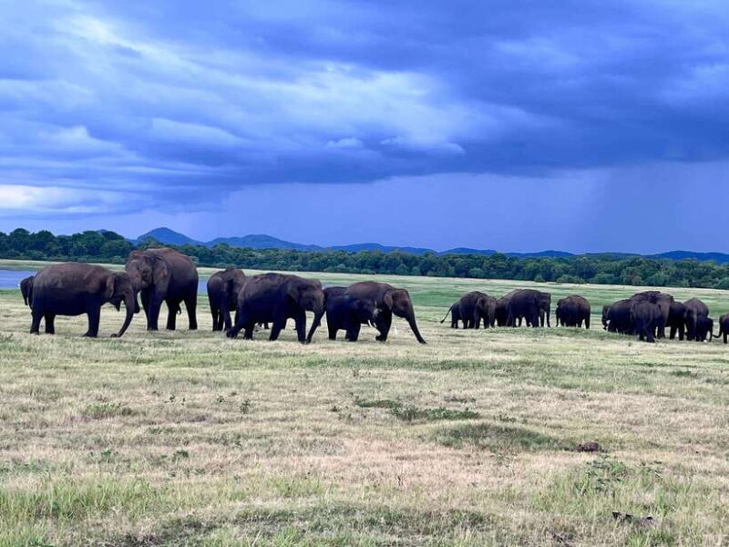 Minneriya National Park : Safari Jeep with Tickets - The Practical Side: Logistics and Value