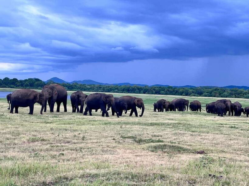 Minneriya National Park : Safari Jeep with Tickets - The Sum Up