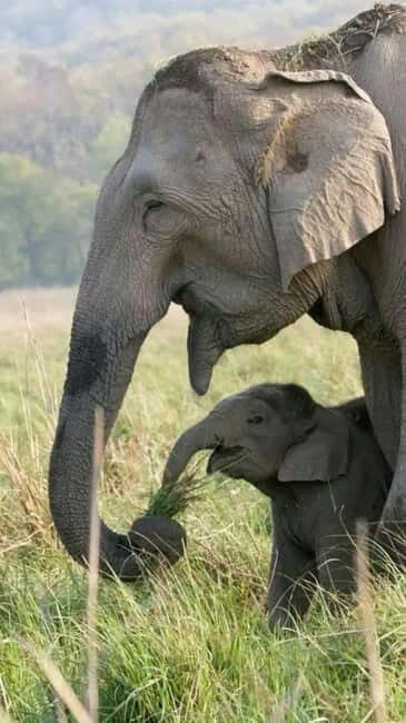 Minneriya National Park Safari  See Wild Elephants Up Close - An In-Depth Look at the Safari Experience