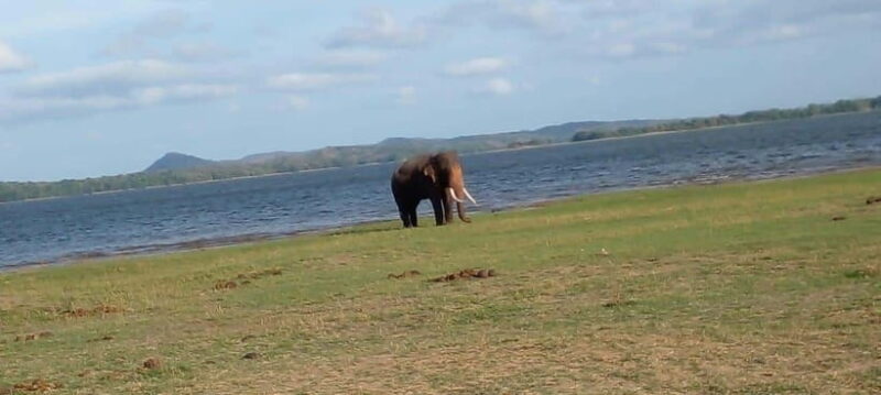 Minneriya National Park Safari - Key Points