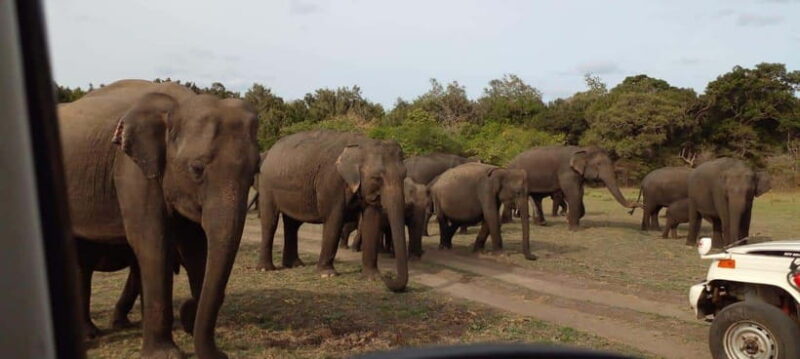 Minneriya National Park Safari - What the Reviews Say