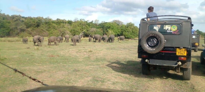Minneriya National Park Safari - Practical Tips for Your Safari