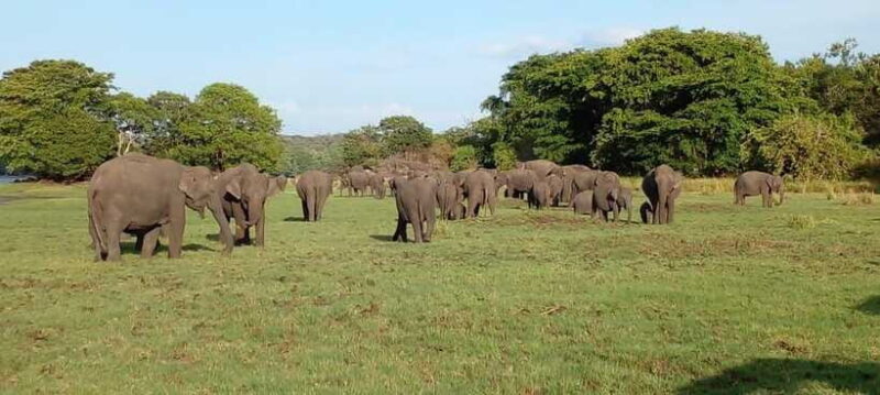 Minneriya National Park Safari - The Sum Up