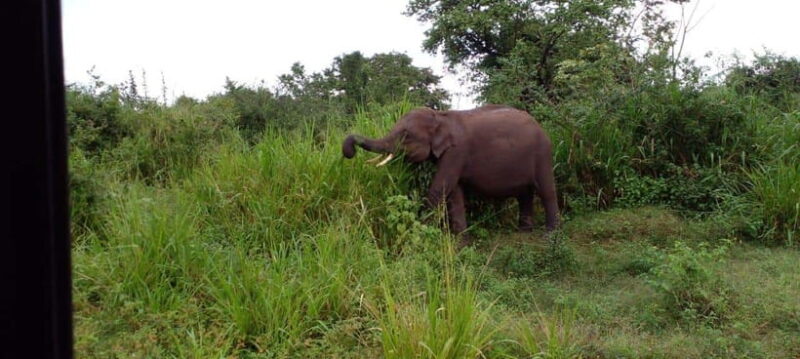 Minneriya National Park Safari - FAQ