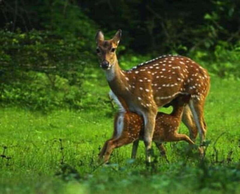 Minneriya National Park Wild Elephant Safari - Final Thoughts: Is It Worth It?