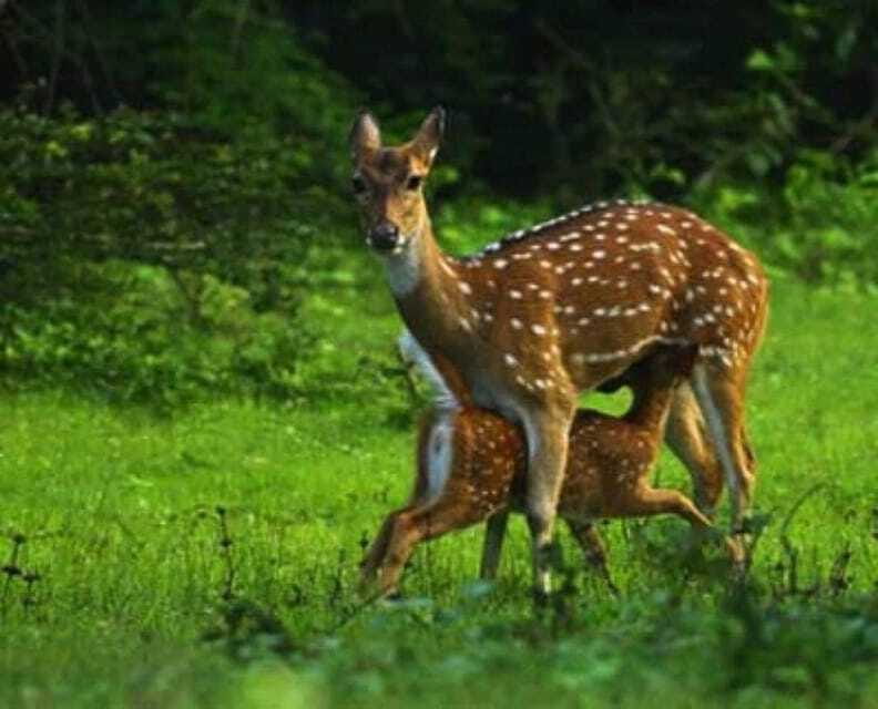 Minneriya National Park Wild Elephant Safari - Frequently Asked Questions