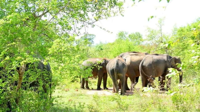 Minneriya Safari Park Private Tour From Habarana/Sigiriya - Key Points