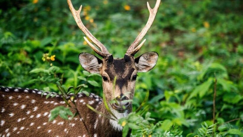 Minneriya Safari Park Private Tour From Habarana/Sigiriya - Final Thoughts