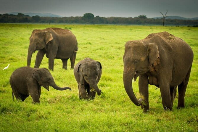 Minneriya Safari Tour from Habarana - Inside the Park — What to Expect