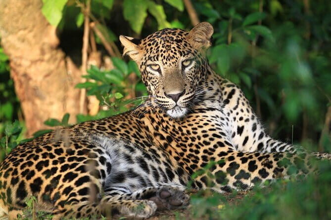Minneriya Safari Tour from Habarana - Practical Tips for Your Safari