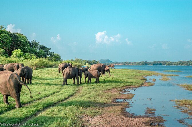 Minneriya Safari Tour from Sigiriya - FAQs