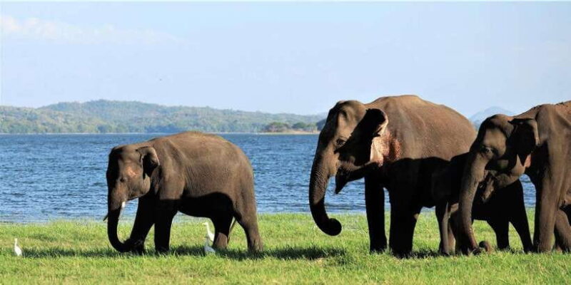 Minneriya: Wild Safari and Polonnaruwa Sightseeing Day Tour - FAQ